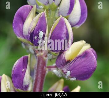 Aphids on Lupin plant Stock Photo - Alamy