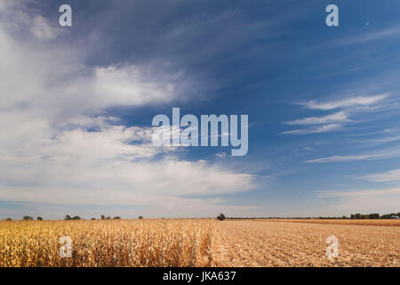 USA, Nebraska, North Platte, wheat field Stock Photo - Alamy