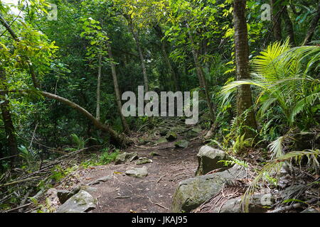 Jungle on South Pacific island Rarotonga Stock Photo: 103592382 - Alamy