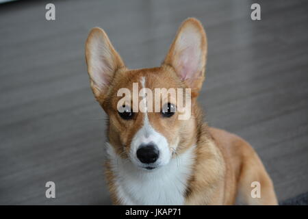 A red sable Pembroke Welsh Corgis, 6 months old, against a grey ...