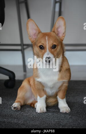 A red sable Pembroke Welsh Corgis, 6 months old, against a grey ...