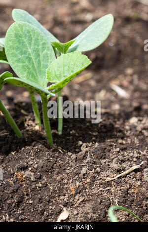 young butternut squash plants Stock Photo - Alamy