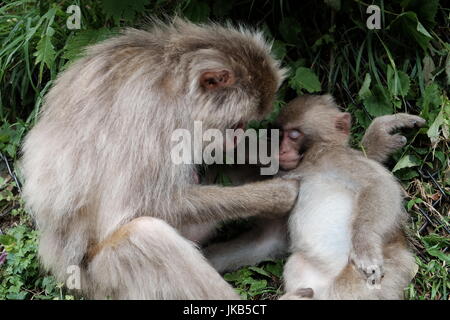 Snow Monkey Mother Grooming Child Stock Photo - Alamy