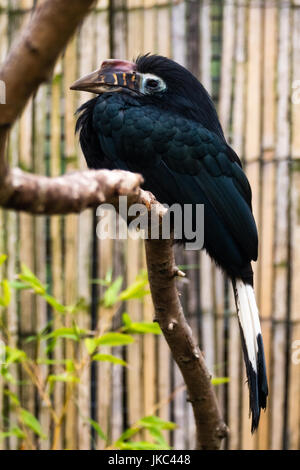 Visayan Tarictic Hornbill, (Penelopides panini panini), adult female ...