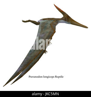 Pteranodon Reptile Side Profile - Pteranodon was a flying carnivorous ...
