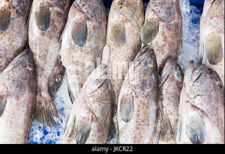 barramundi, giant sea perch (Lates calcarifer), angler proudly presents ...