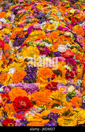 Beautiful fresh flowers as a background Stock Photo - Alamy