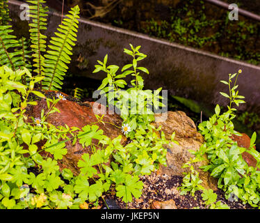 The historic Bridgewater Mill South Australia Stock Photo - Alamy