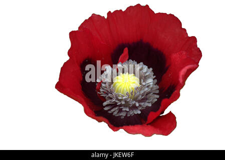 Ragged red poppy, isolated on white Stock Photo - Alamy