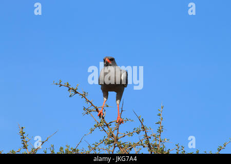 South african bird. Pale chanting goshawk from Addo Elephant National ...