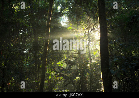 Sun rays deep in the rain forest Stock Photo - Alamy