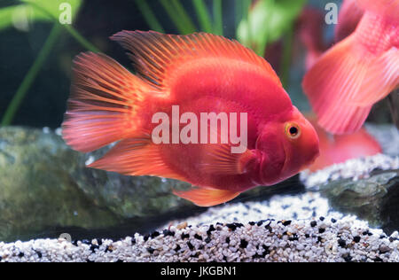 Red blood parrot cichlid are swimming in fish tank. it is a freshwater ...