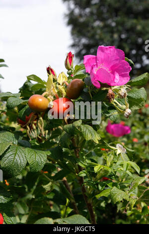 ROSA RUGOSA RUBRA. FLOWER AND HIPS Stock Photo - Alamy