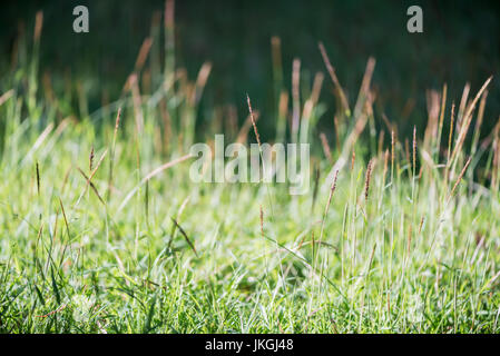 low angle view of fresh grass in the forest Stock Photo - Alamy