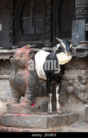 Goat eating cabbage leaf on the lawn Stock Photo - Alamy