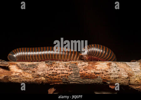 American Giant Millipede Narceus americanus in Ontario canada Stock ...