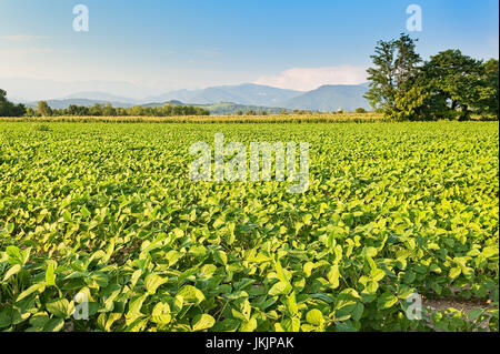 Agricultural soy plantation on blue sky - Green growing soybeans plant ...
