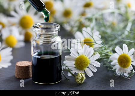 A drop of dark blue chamomile essential oil is being dropped into a ...