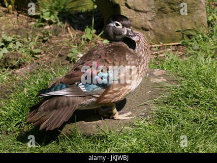 Female North American Wood duck or Carolina duck (Aix sponsa) drying ...