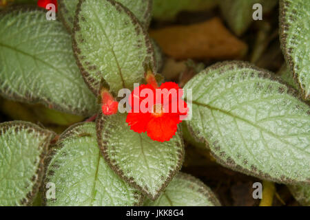 Flowering Episcia Reptans Stock Photo - Alamy