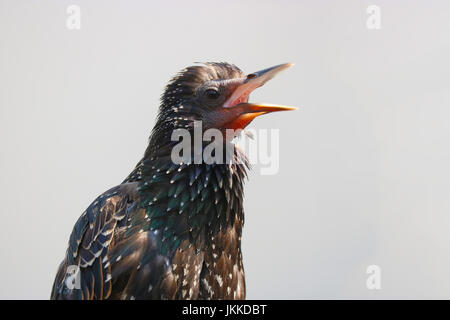 Low angle shot of a starling bird perched on a roof Stock Photo - Alamy