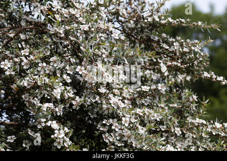 Australian white Tea Tree flowers, Leptospermum arachnoides, Royal ...