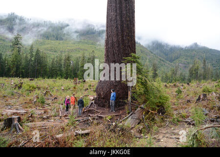 Big Lonely Doug giant Douglas fir tree-Second tallest tree in Canada ...