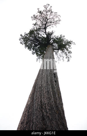 Big Lonely Doug giant Douglas fir tree-Second tallest tree in Canada ...