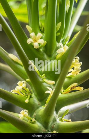Flowers of papaya on the tree Stock Photo - Alamy