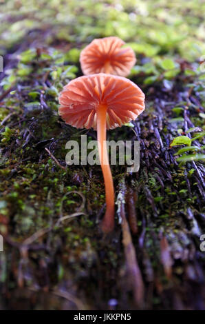 wild orange mushrooms growing from the bark of a tree Stock Photo - Alamy