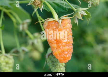 Yellow raspberry on the bush. Macro shot Stock Photo - Alamy