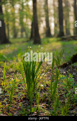 Summer snowflake from a flooded forest in Lonjsko polje, Croatia Stock ...