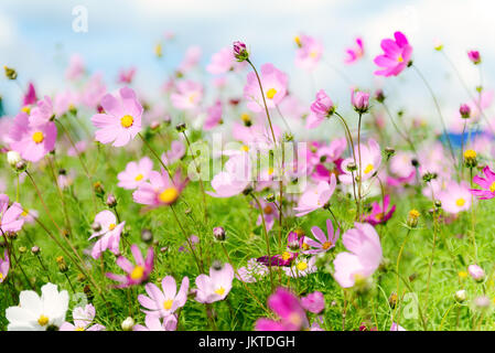 Daisy against a blue sky Stock Photo - Alamy