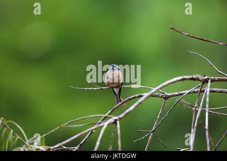 Whiskered treeswift (Hemiprocne comata) in Borneo, Malaysia Stock Photo ...