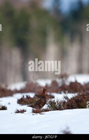 Loch Ruthven, RSPB Nature Reserve, The Highlands, Scotland, UK Stock ...