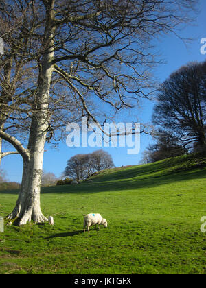 A vertical shot of a sheep grazing in a rural area Stock Photo - Alamy