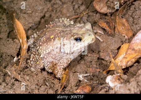 Green Climbing Toad (Incilius coniferus), Puntarenas, Costa Rica Stock ...