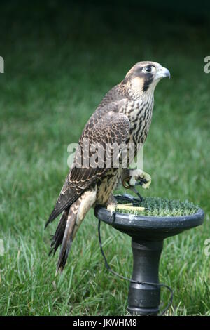 A falcon on a perch at a falconry display Stock Photo - Alamy