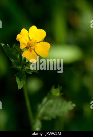 Slender cinquefoil, Potentilla gracilis in flower, Sierra Nevada Stock ...