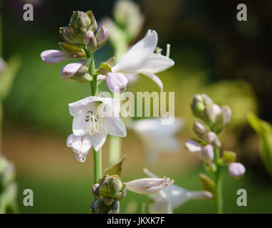 Hosta Flowers in July Stock Photo - Alamy