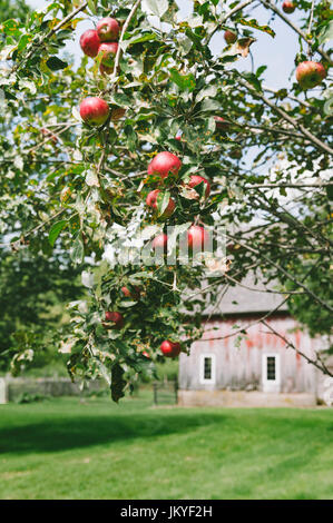 apple tree with red Barn Background Stock Photo - Alamy