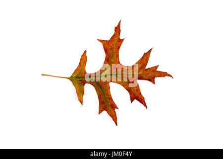 A single leaf (Red Oak) against white background Stock Photo - Alamy