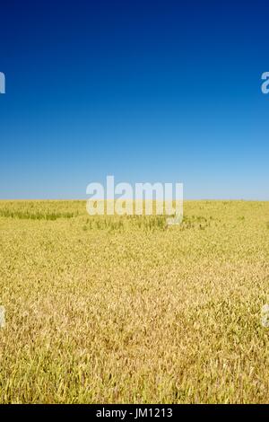 Background created with a close up of a cereal field Stock Photo - Alamy