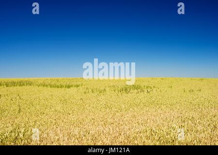 Background created with a close up of a cereal field Stock Photo - Alamy