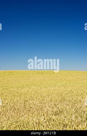 Background created with a close up of a cereal field Stock Photo - Alamy
