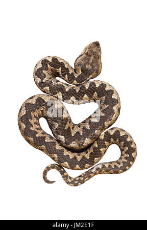 dangerous nose horned adder, one of the deadliest snakes in Europe ...