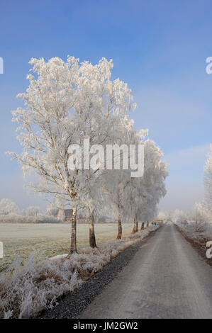 Deciduous Trees With Hoarfrost, North Rhine-Westphalia, Germany, Europe ...