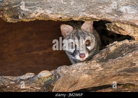 Common Genet Genetta genetta Spanish Pyrenees Stock Photo - Alamy