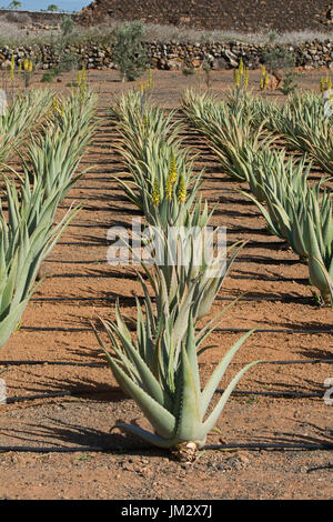 Aloe Vera plants, in plantation with organic cultivation in Lanzarote ...
