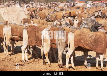 Cattle tethered in rows at the annual livestock festival in Nagaur ...